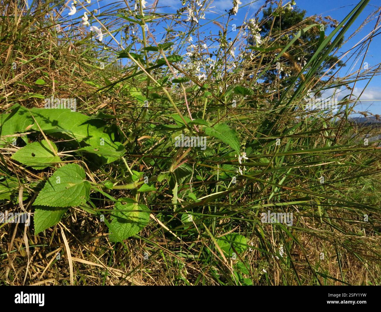 Citronella Spurflower (Equilabium laxiflorum), Plantae, Umgungundlovu ...