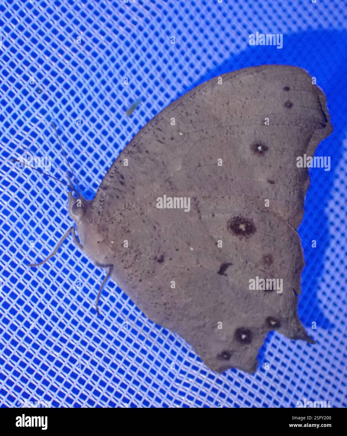 Common Evening Brown (Melanitis leda), Insecta, Santo Antão, Cape Verde ...