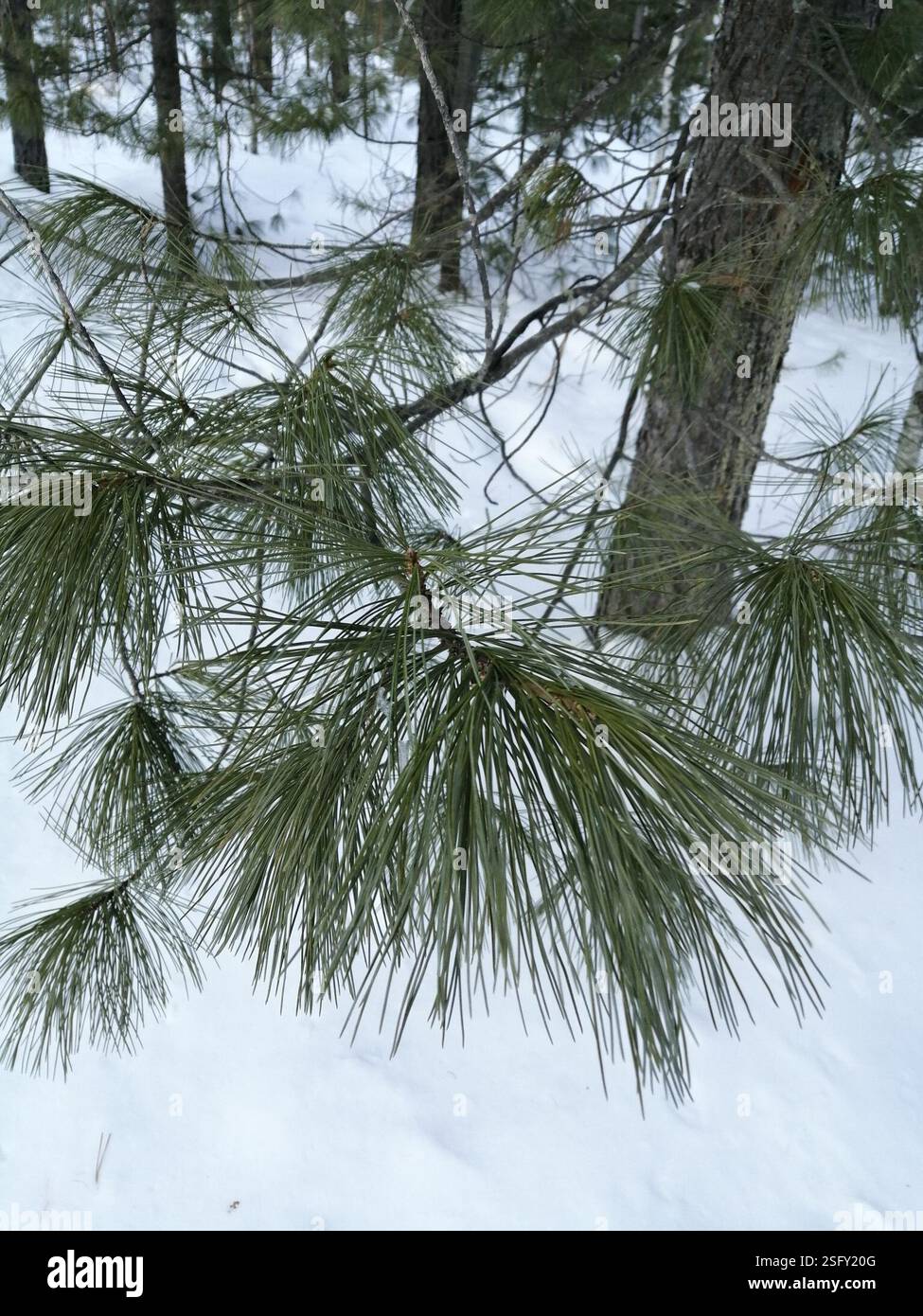 Siberian pine (Pinus sibirica), Plantae, Иркутская обл., Россия, 665490 ...