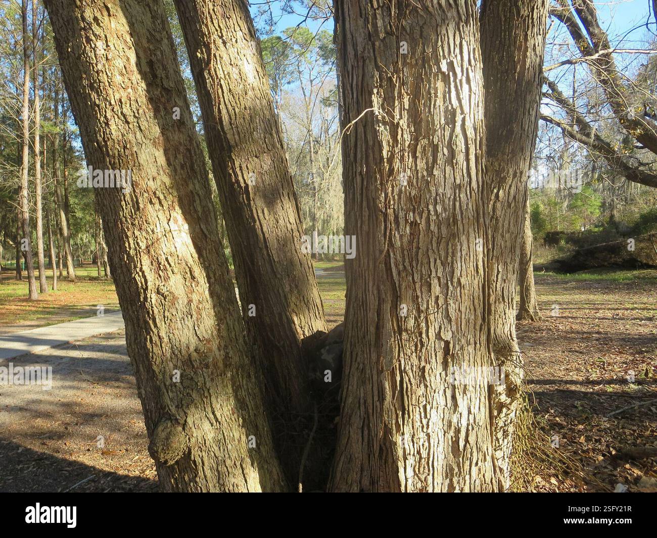 Chinese Tallow (Triadica sebifera), Plantae, Windsor Forest ...
