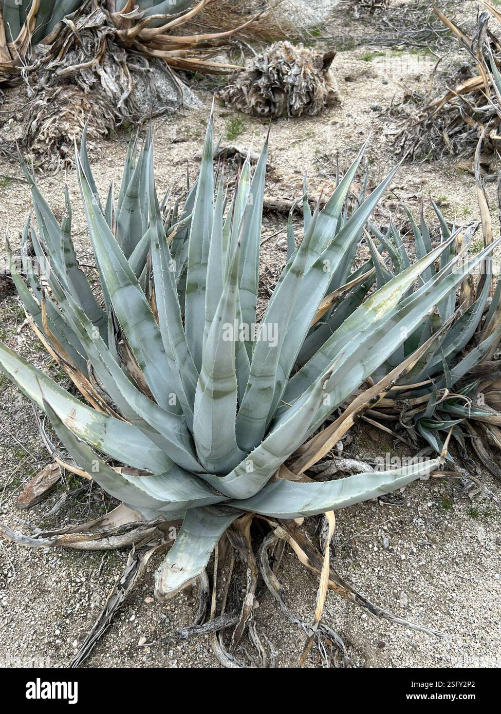 desert agave (Agave deserti), Plantae, Anza-Borrego Desert State Park ...