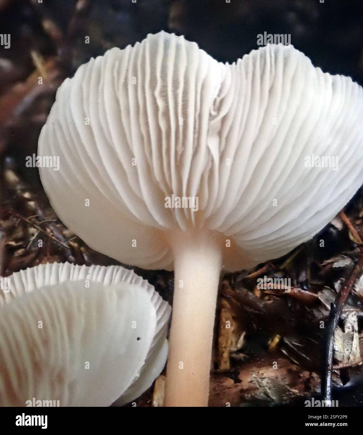 (Omphalotaceae), Fungi, Auckland, Waitemata Harbour, Kauri Point ...