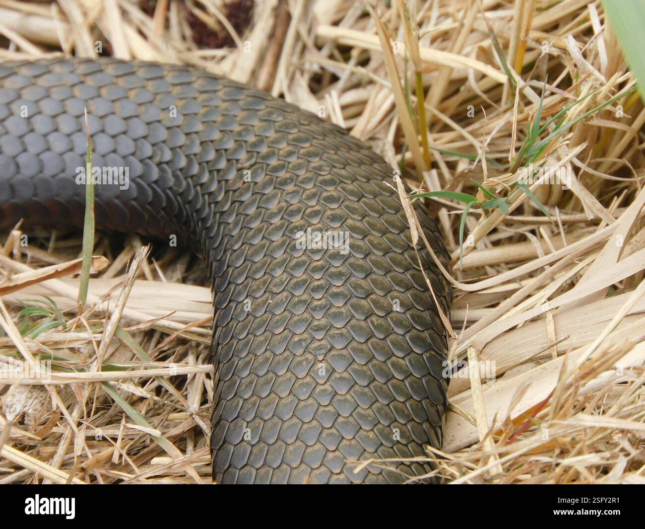 Lowlands Copperhead (Austrelaps superbus), Reptilia, West Tamar, TAS ...