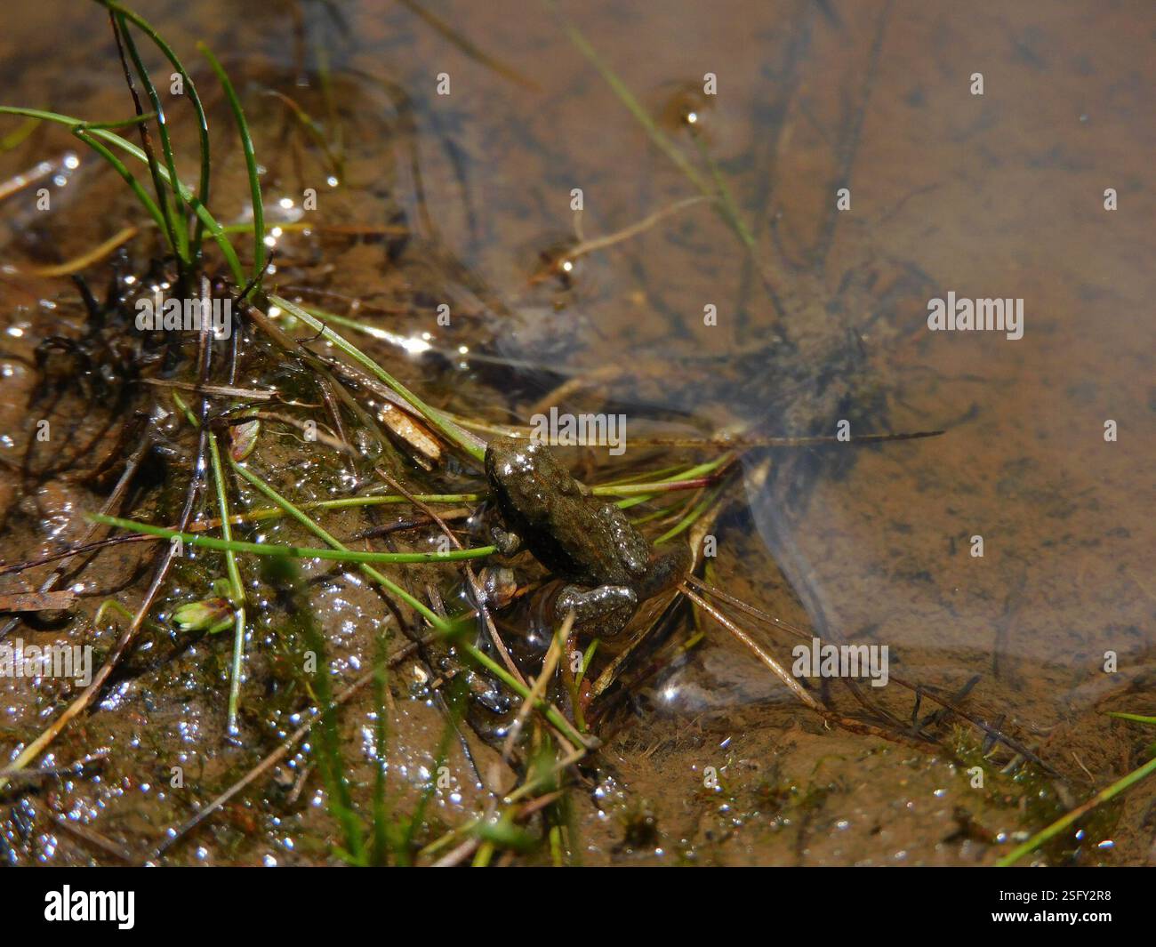 Common Eastern Froglet (Crinia signifera), Amphibia, Hobart TAS ...