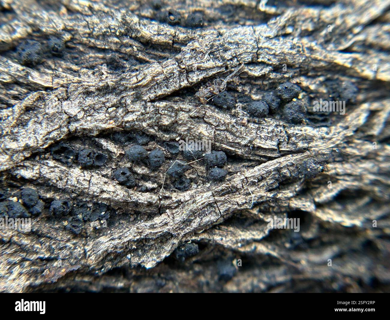 (Xylariales), Fungi, Montaña de Oro State Park, Los Osos, CA, US ...