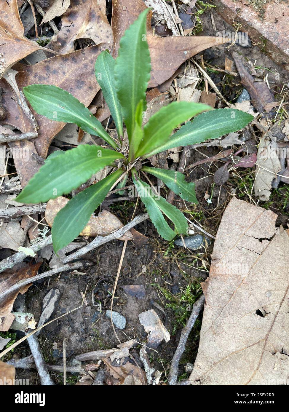 giant goldenrod (Solidago gigantea), Plantae, North Carolina, US, Same ...