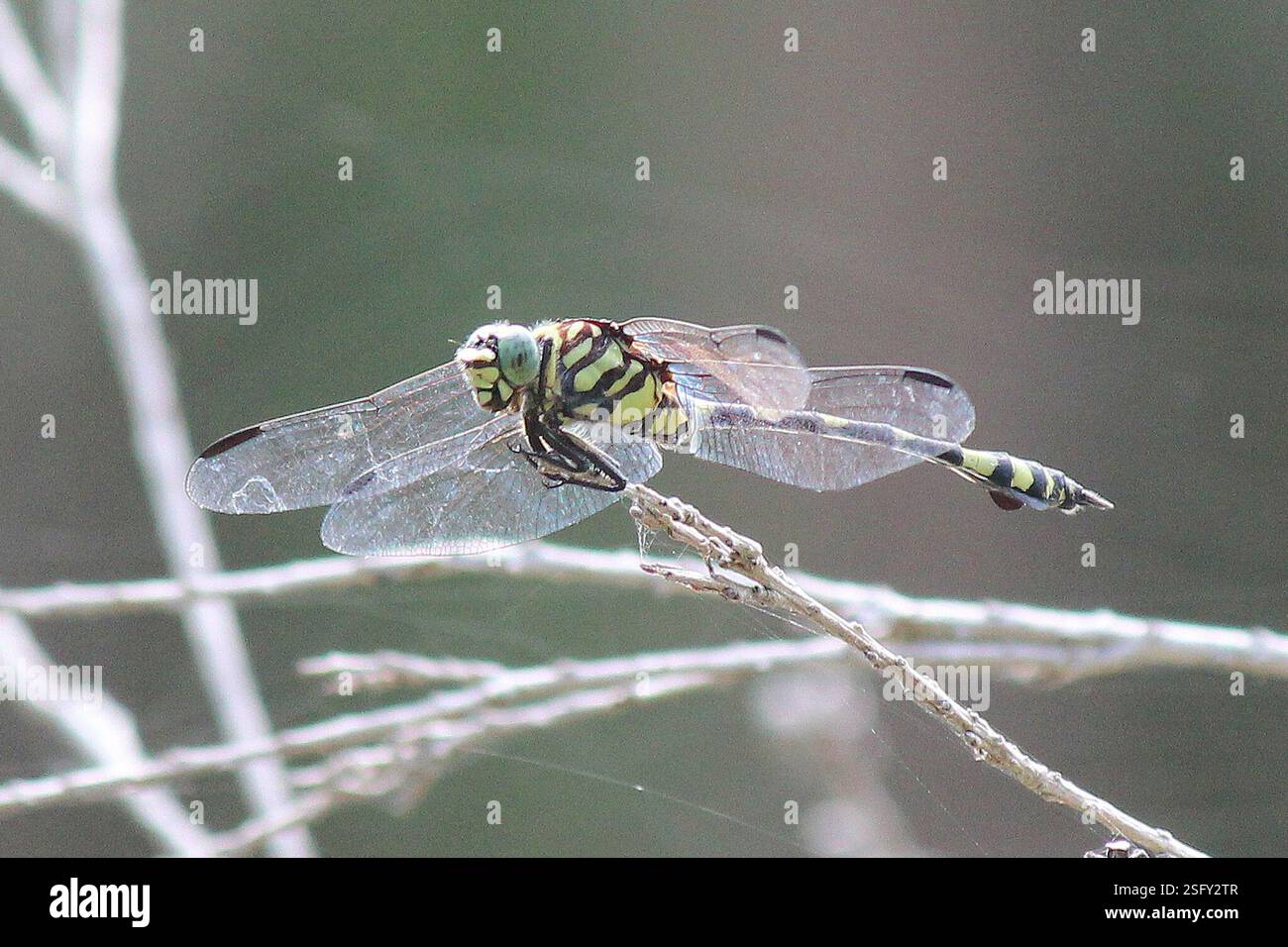 Australian Tiger (Ictinogomphus australis), Insecta, Bald Hills QLD ...