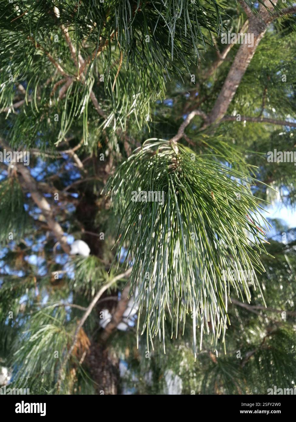 Siberian pine (Pinus sibirica), Plantae, Октябрьский, Иркутская обл ...