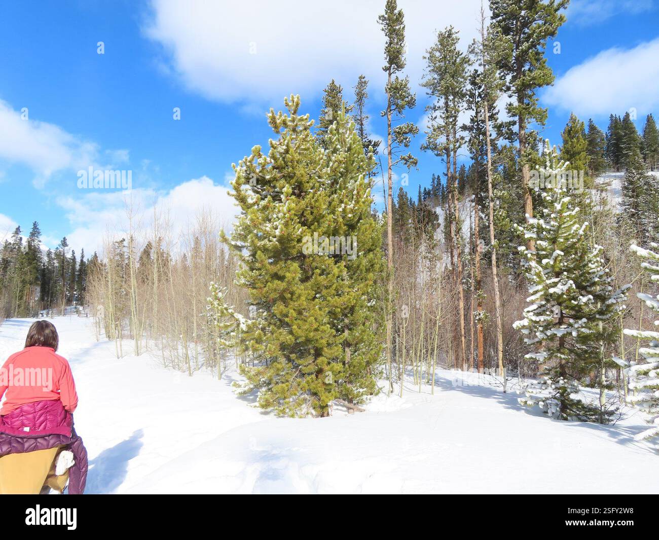 Interior Lodgepole Pine (Pinus contorta latifolia), Plantae, Summit ...