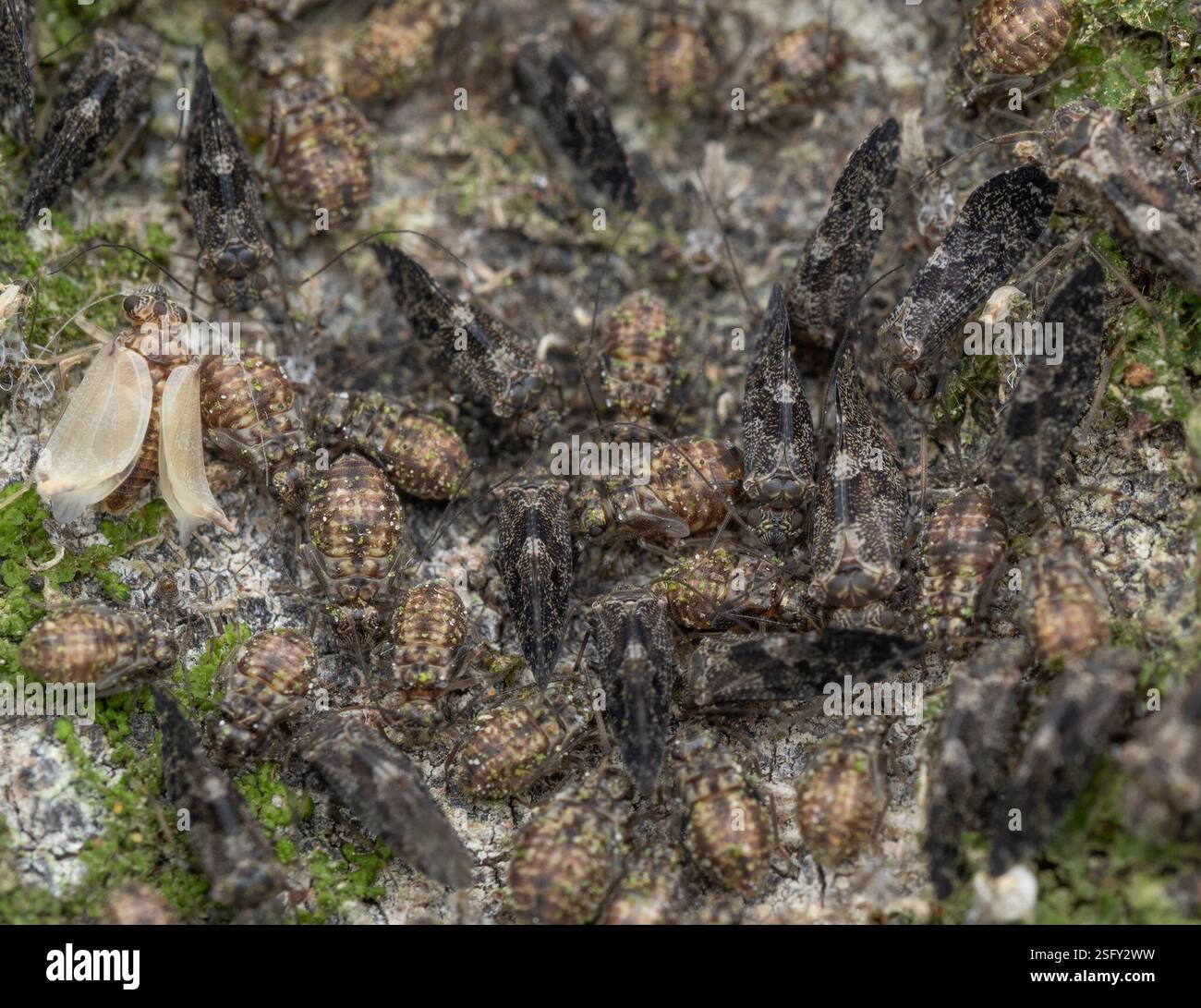 (Nimbopsocus australis), Insecta, Ataahua, New Zealand, On Mahoe Stock ...
