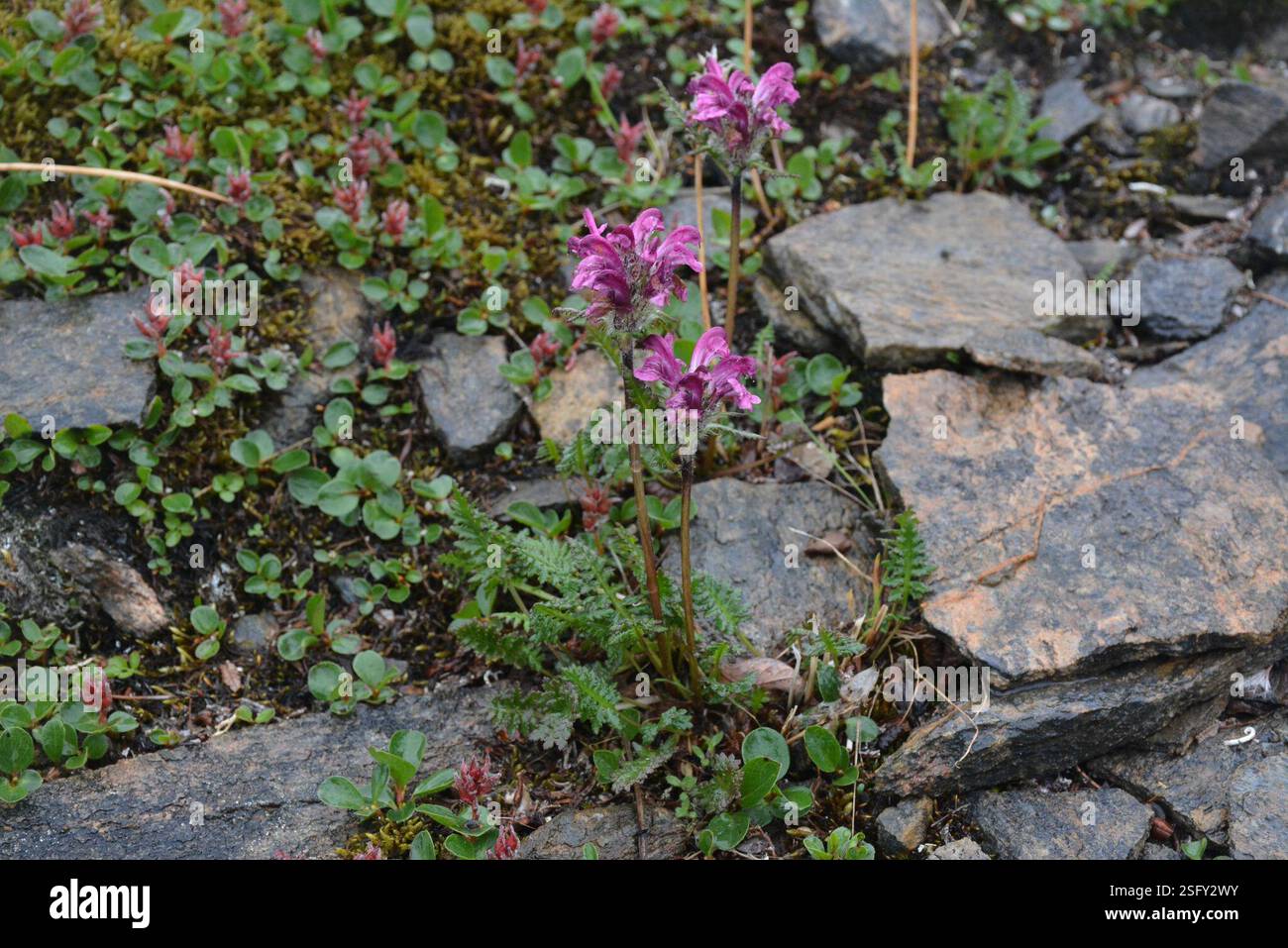 Sudetic Lousewort (Pedicularis sudetica), Plantae, Провиденский р-н ...