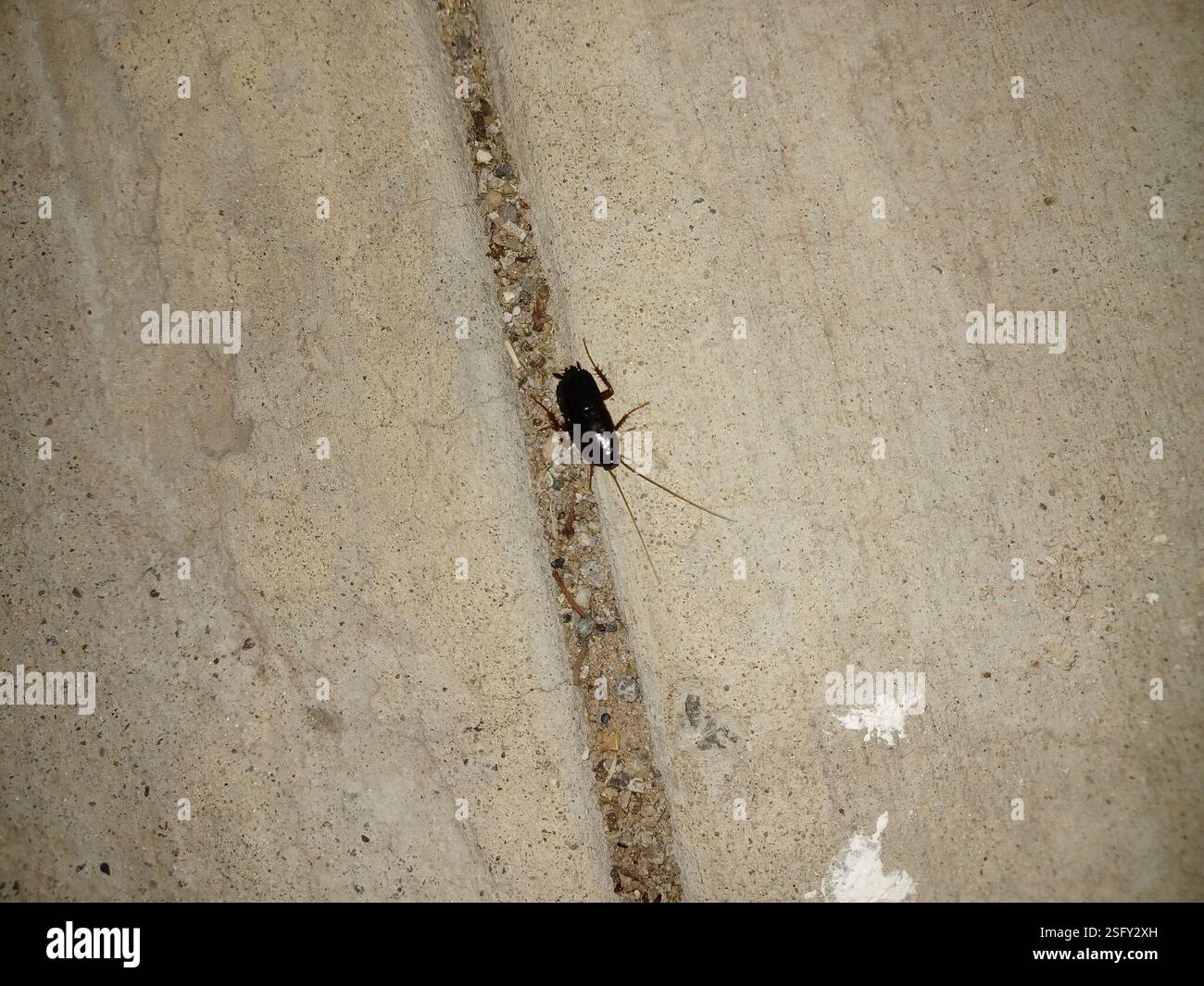 Oriental Cockroach (Blatta orientalis), Insecta, Nob Hill, Albuquerque ...