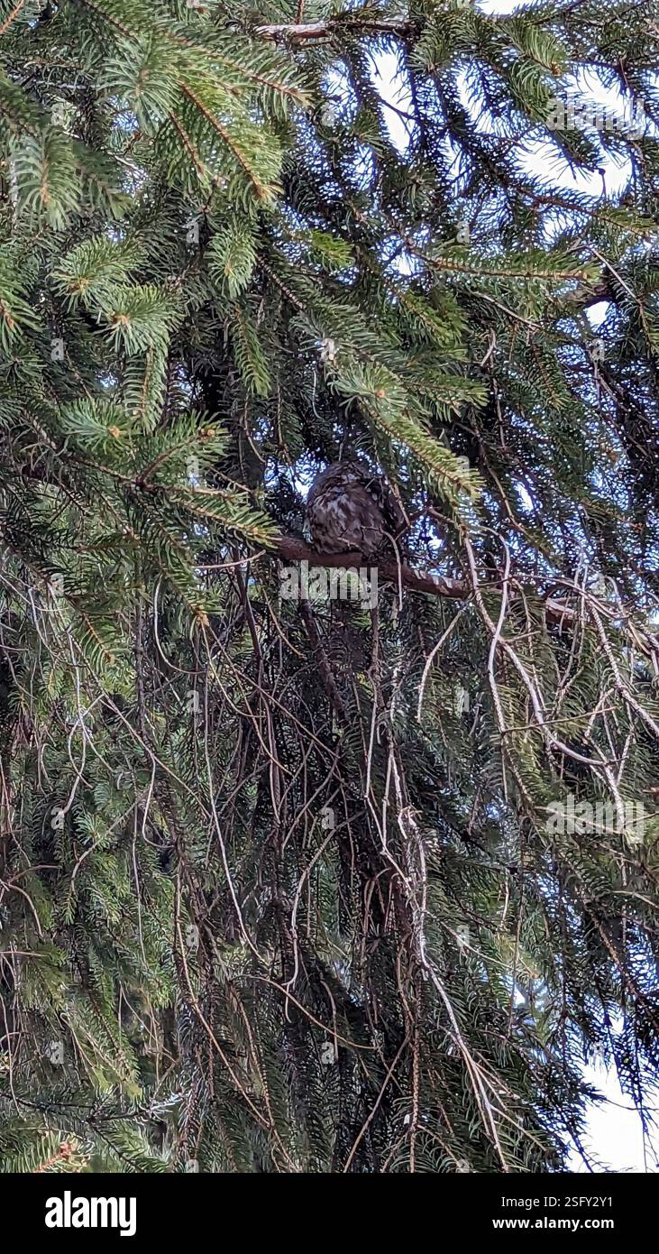 Northern Saw-whet Owl (Aegolius acadicus), Aves, Ohio, US Stock Photo ...