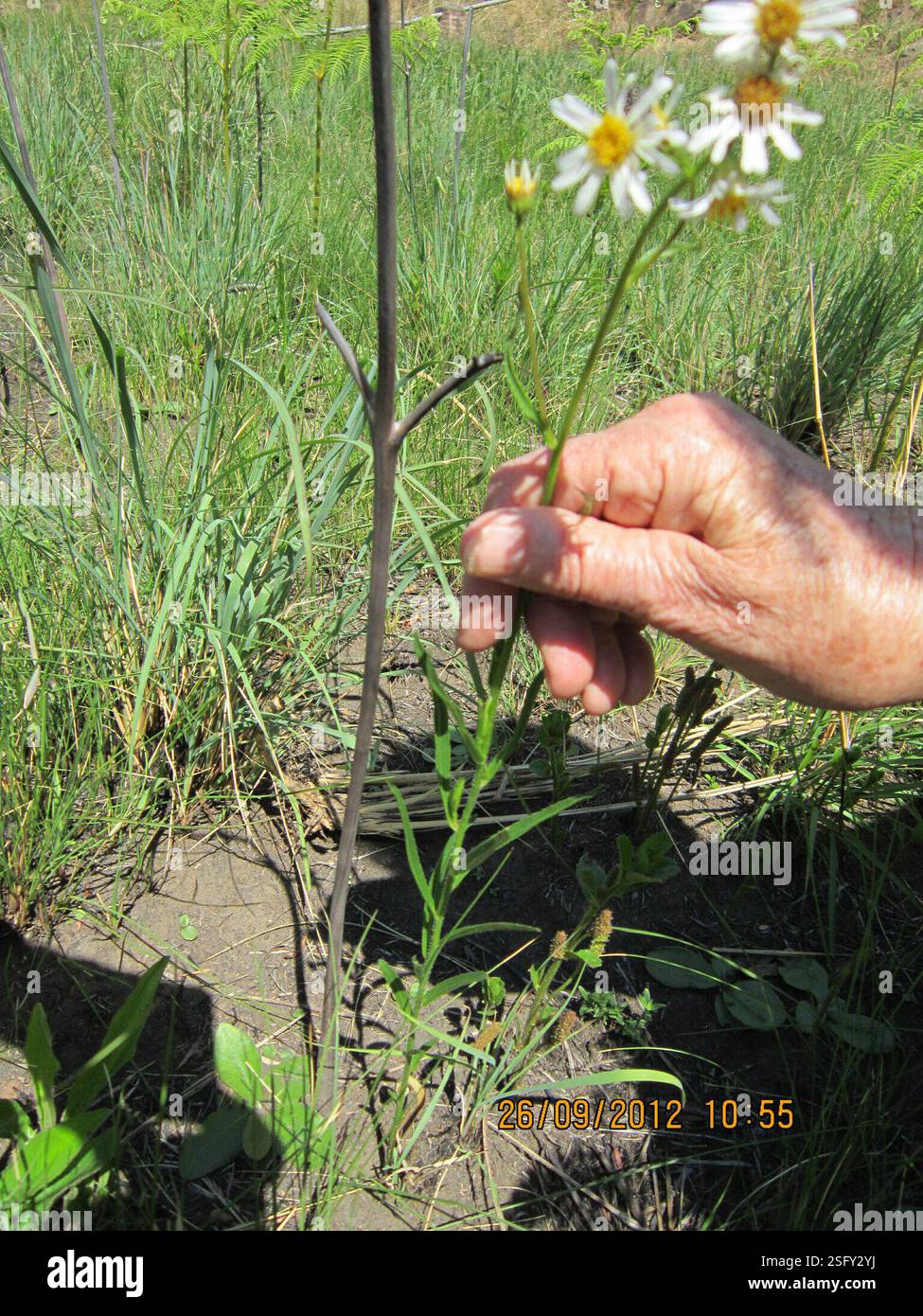 (Afroaster pleiocephalus), Plantae, Giants Castle Game Reserve, South ...