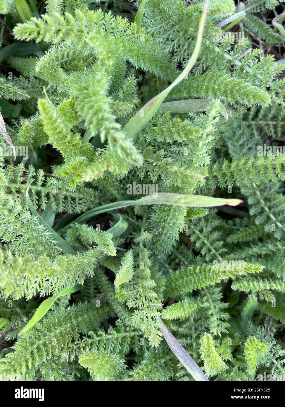 common yarrow (Achillea millefolium), Plantae, Santa Cruz, California ...