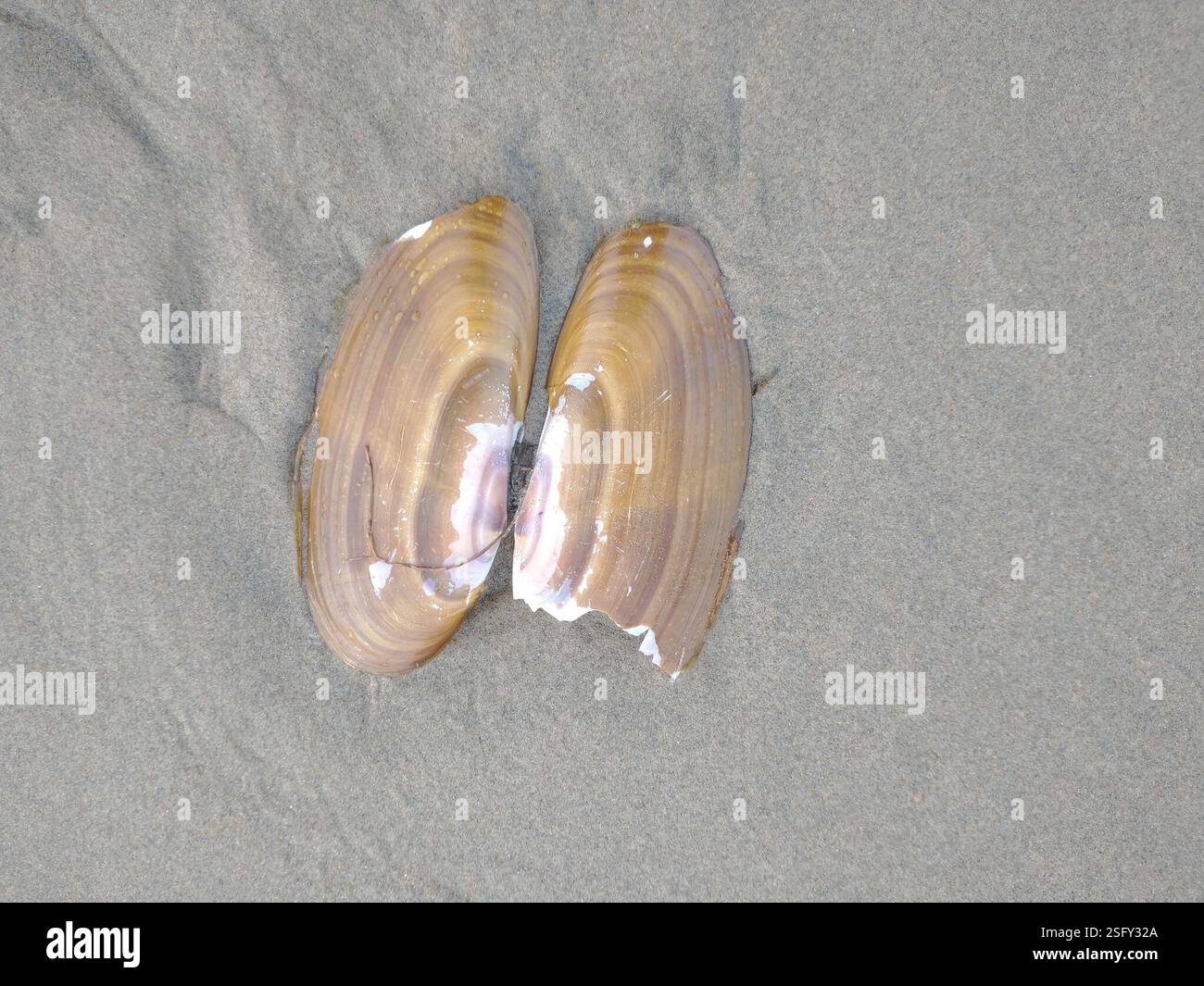 Pacific Razor Clam (Siliqua patula), Mollusca, Tillamook, OR 97141, USA ...