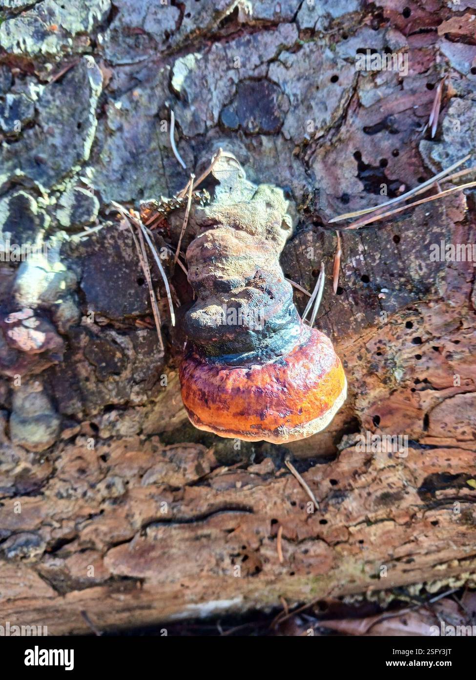 Red-banded Polypore (Fomitopsis pinicola), Fungi, Marburg ...