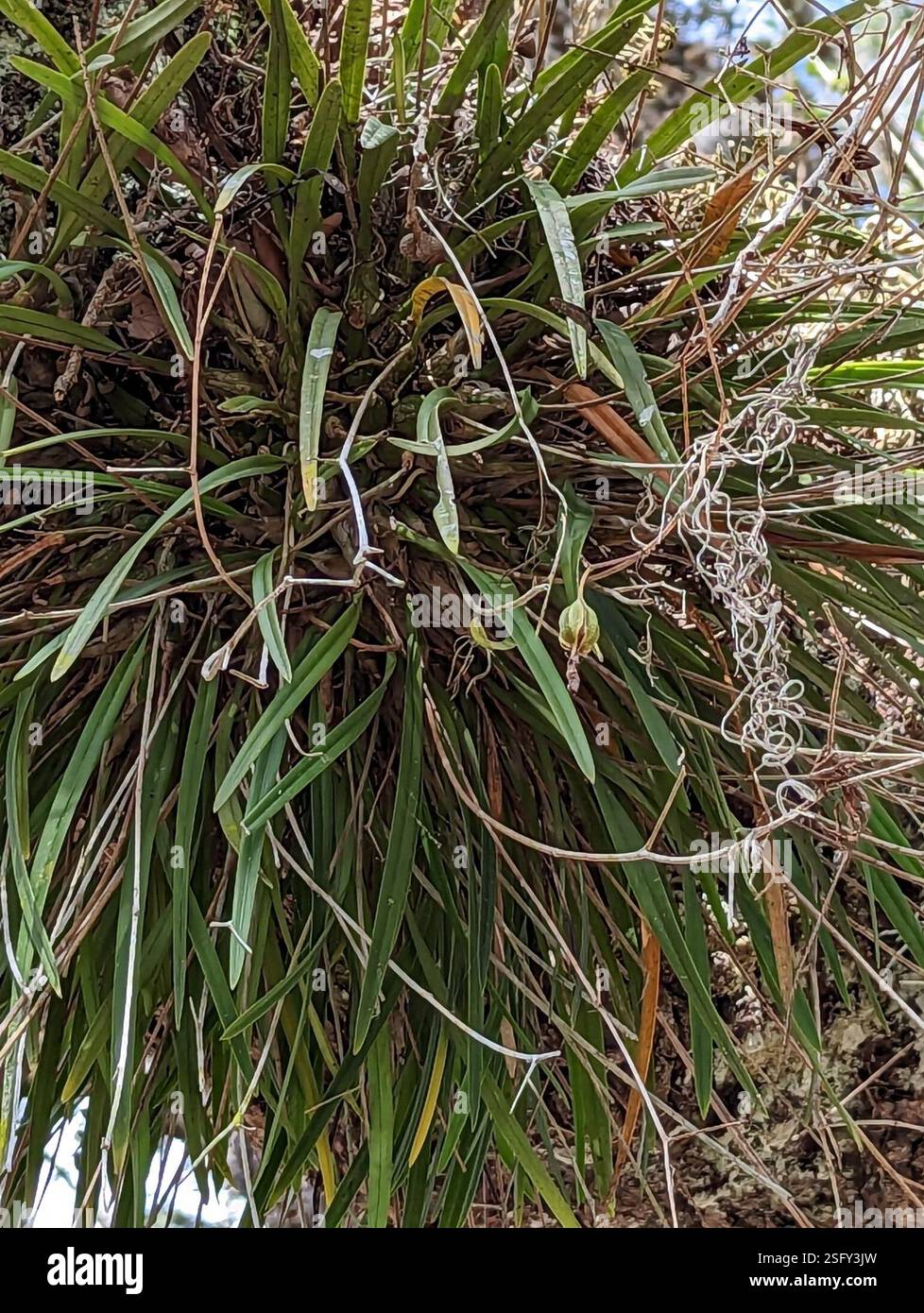 Florida butterfly orchid (Encyclia tampensis), Plantae, Volusia County ...