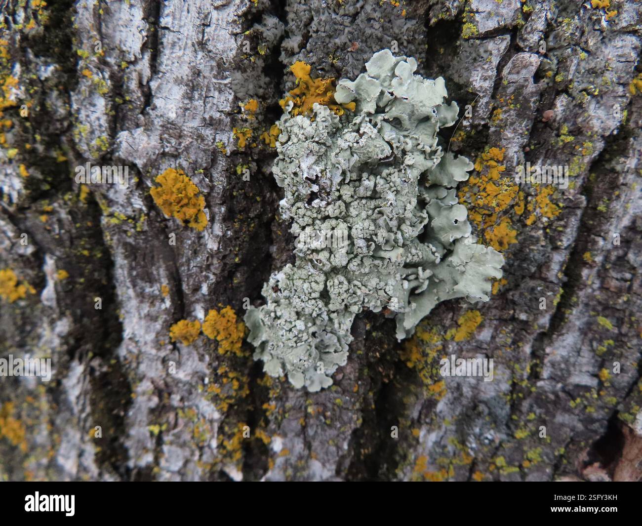 common greenshield lichen (Flavoparmelia caperata), Fungi, Milwaukee ...