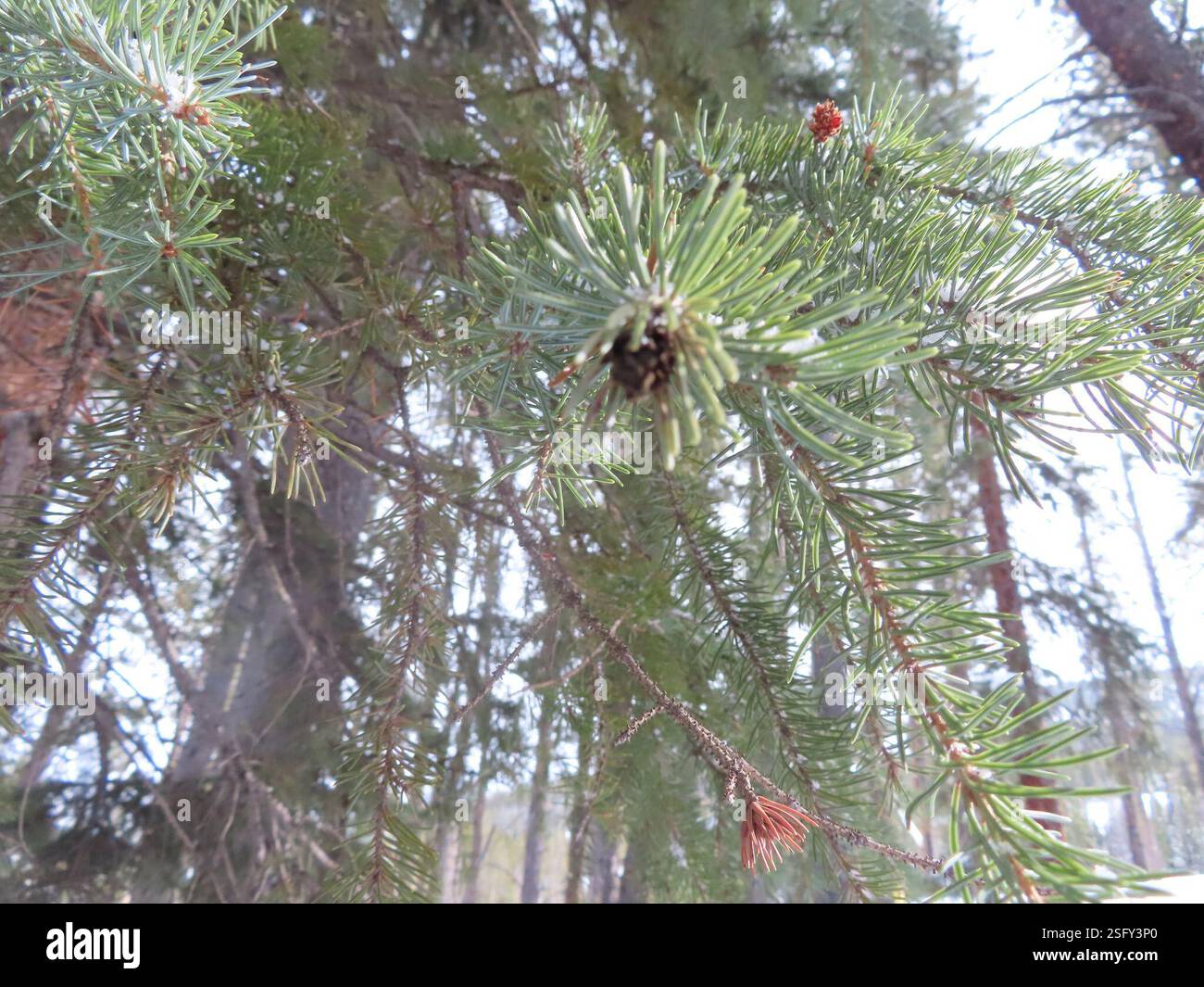 common Douglas-fir (Pseudotsuga menziesii), Plantae, Summit County, CO ...