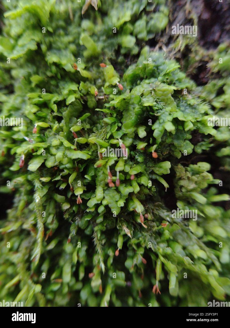 Flat-leaved Scalewort (Radula complanata), Plantae, Chwarzno-Wiczlino ...