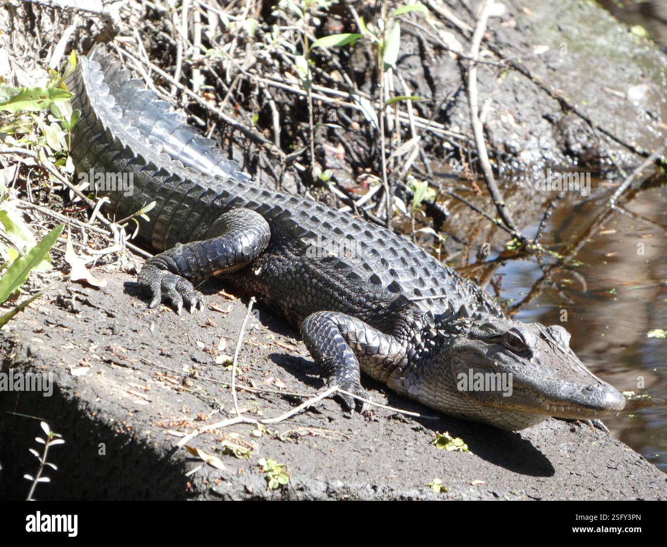 American Alligator (Alligator mississippiensis), Reptilia, River Rd ...