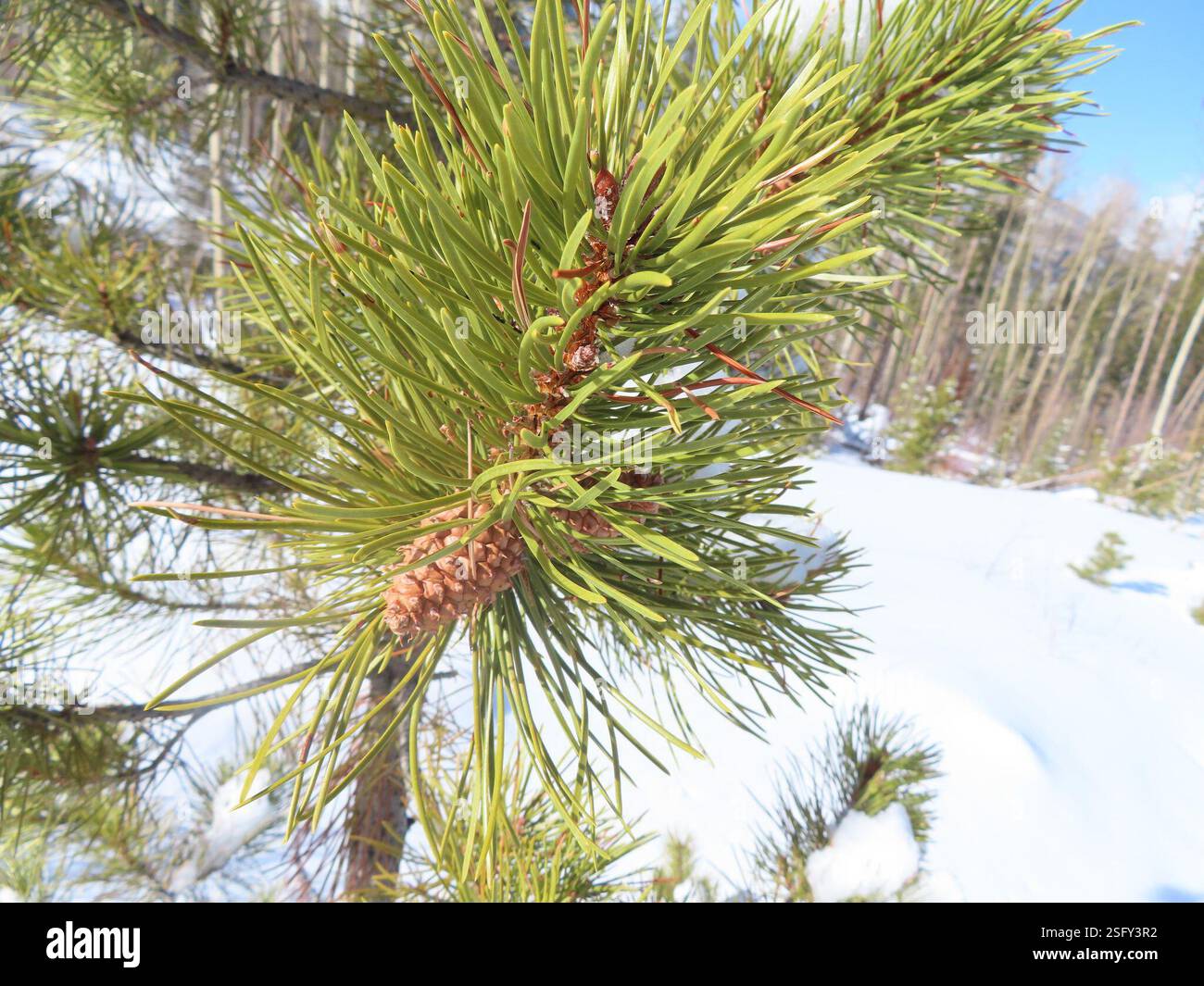 lodgepole pine (Pinus contorta), Plantae, Summit, Colorado, United ...