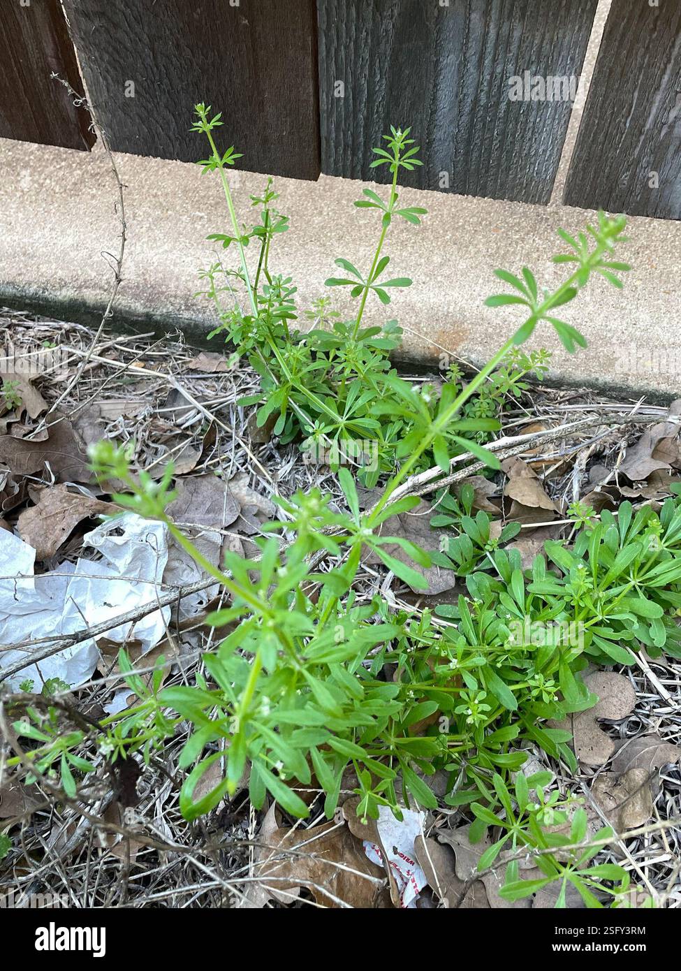 catchweed bedstraw (Galium aparine), Plantae, Lake Rd, Belton, TX, US ...