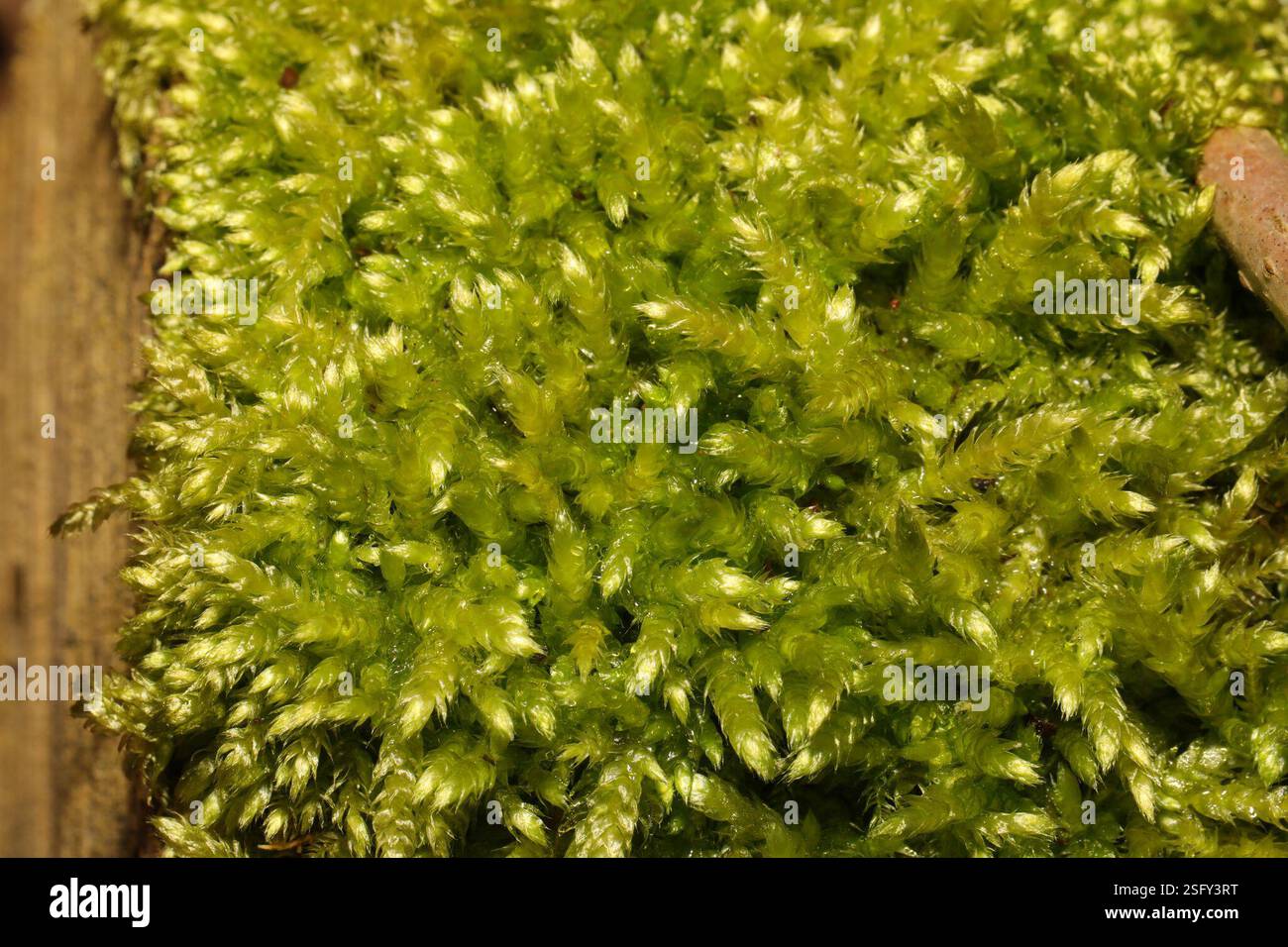 Rough-stalked Feather-moss (Brachythecium rutabulum), Plantae, Reynolds ...