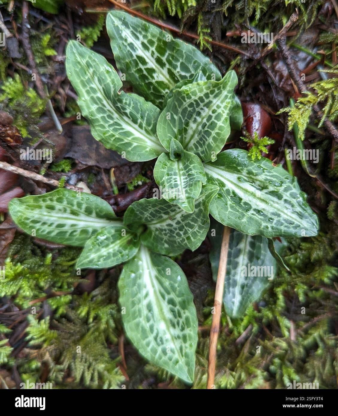Western Rattlesnake Plantain (Goodyera oblongifolia), Plantae, West ...