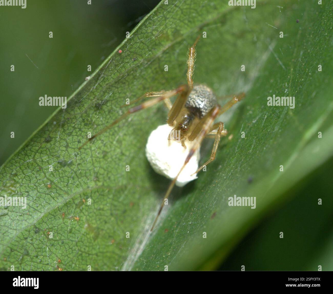 Comb-footed Spiders (Theridiidae), Arachnida, Fernandes Pinheiro - PR ...