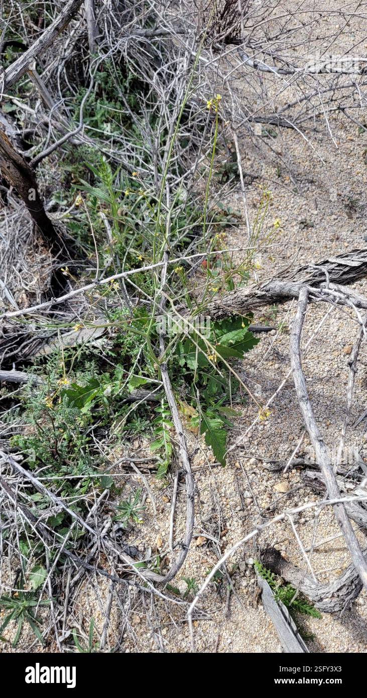 Saharan Mustard (Brassica tournefortii), Plantae, Riverside County, CA ...