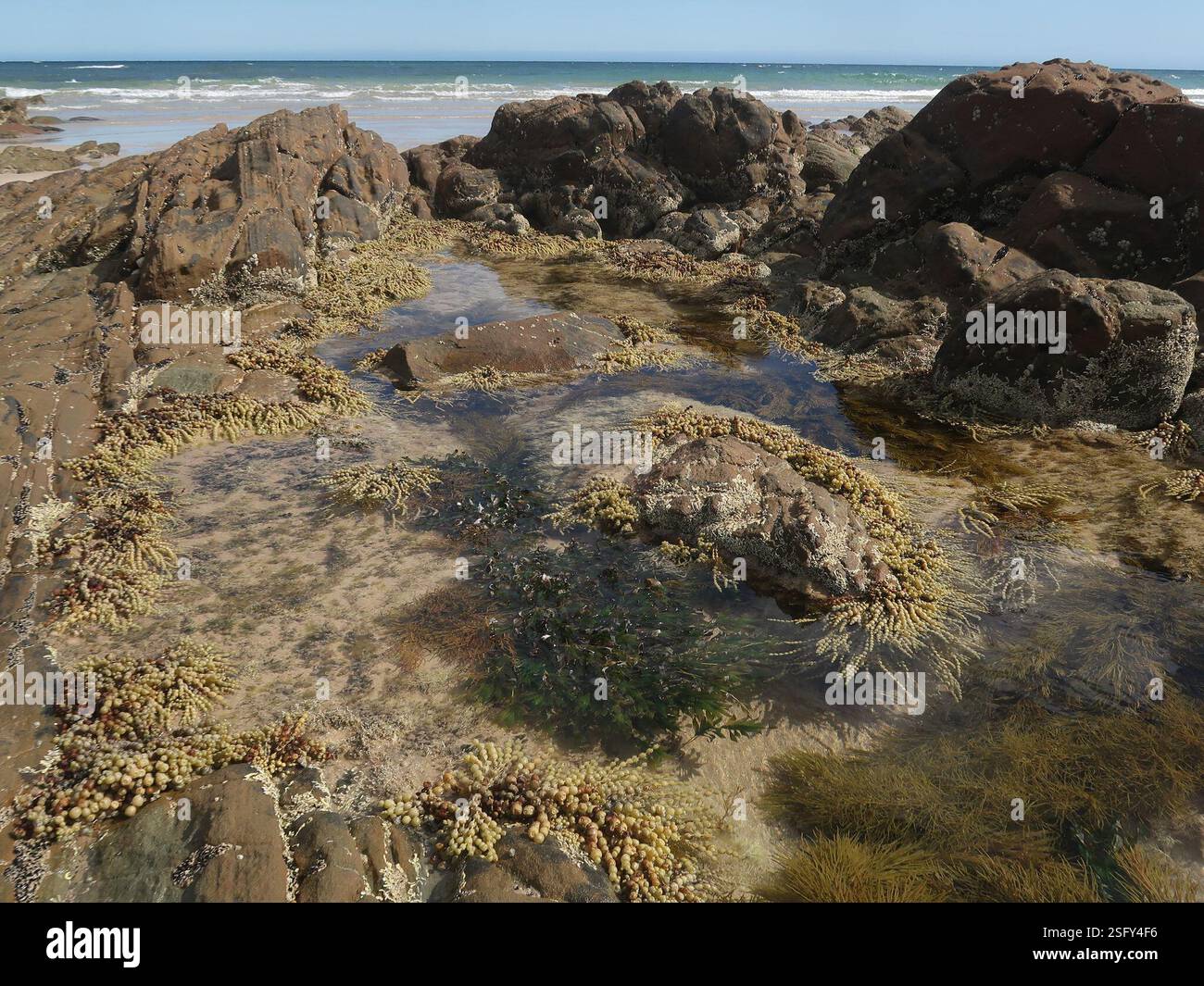 plants (Plantae), Plantae, Millers Beach, Bellingham, Tasmania ...