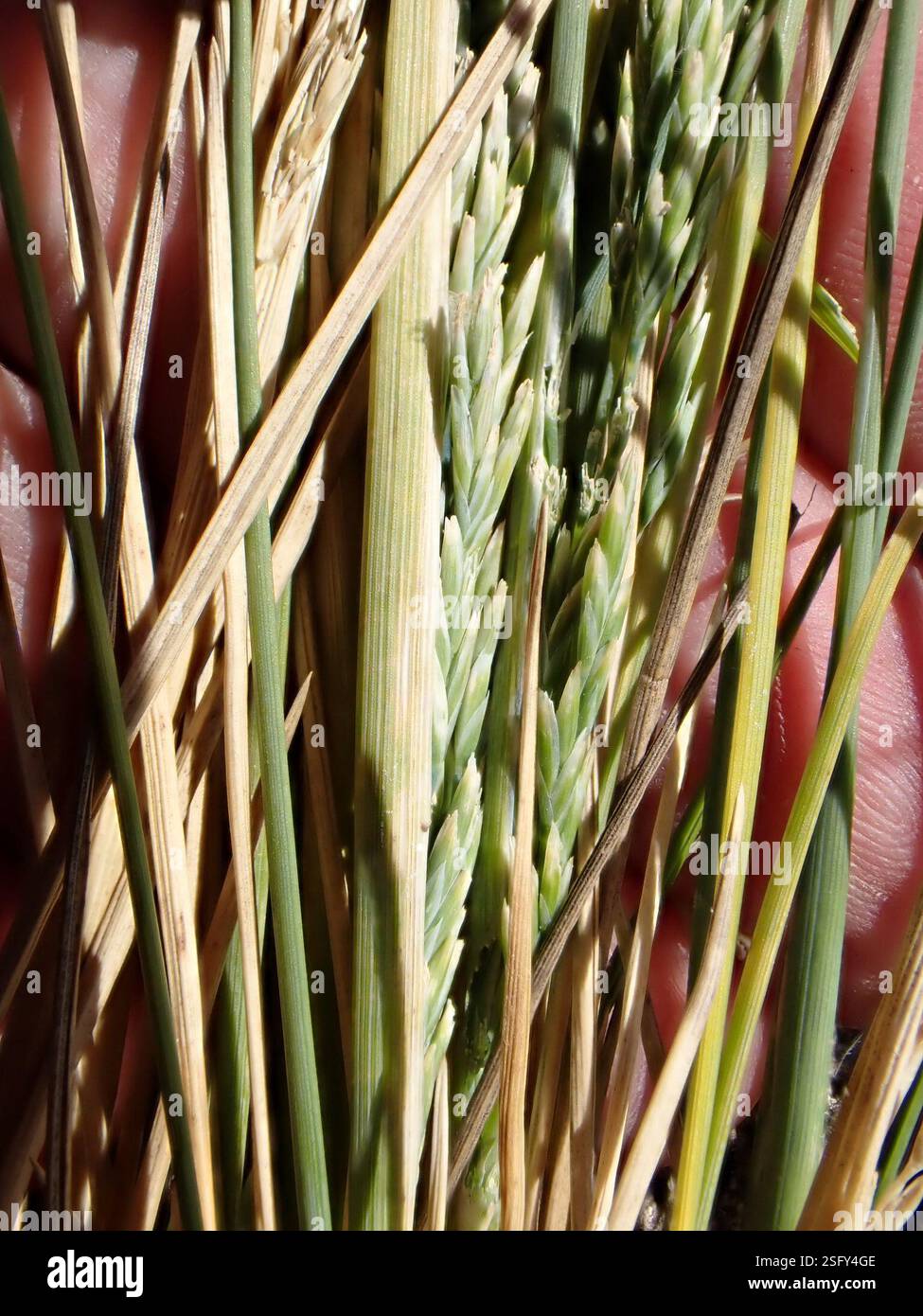 (Puccinellia chathamica), Plantae, Chatham Islands, Rekohu (Chatham ...