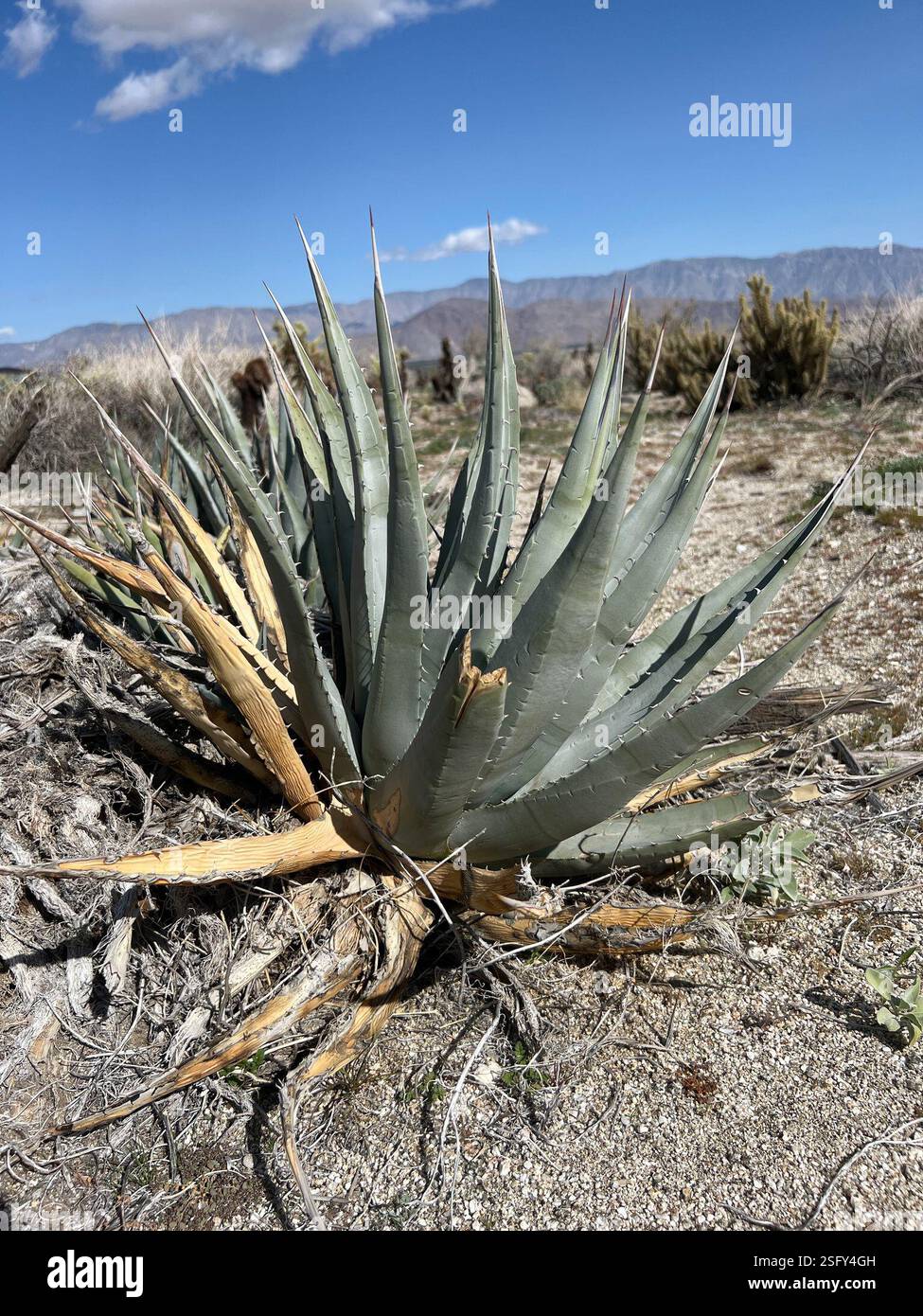 desert agave (Agave deserti), Plantae, Anza-Borrego Desert State Park ...