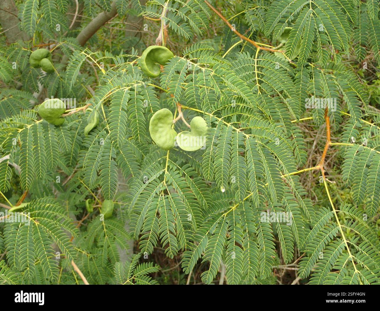 Pacara Earpod Tree (Enterolobium contortisiliquum), Plantae, Reserva ...