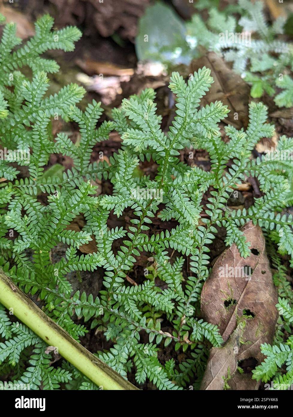 spikemosses (Selaginella), Plantae, JVHM+WJC, Anton Valley, Panama ...