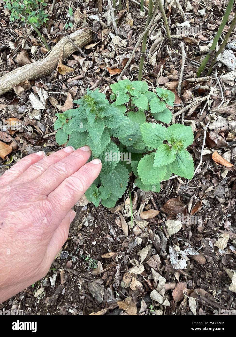 heartleaf nettle (Urtica chamaedryoides), Plantae, Winkler Park, Moody ...