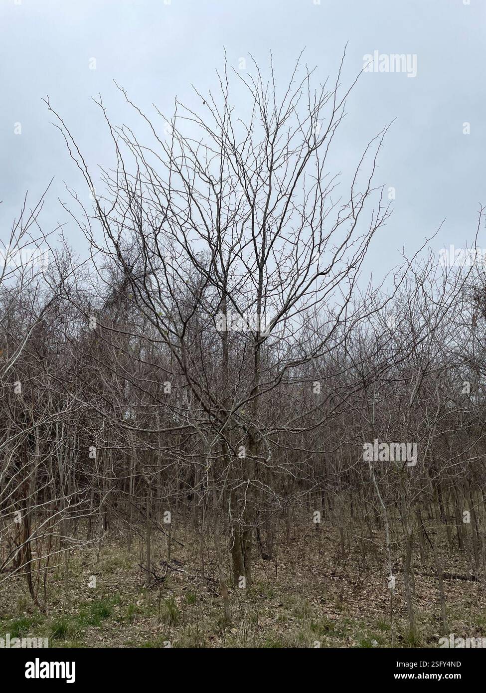 honey locust (Gleditsia triacanthos), Plantae, Winkler Park, Moody, TX ...