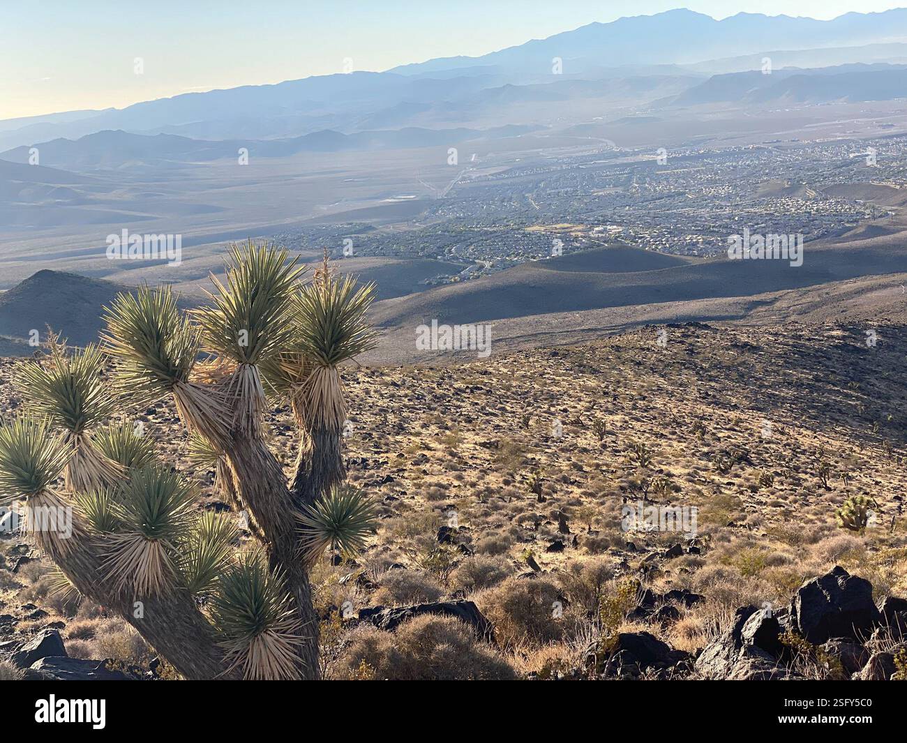 Eastern Joshua tree (Yucca jaegeriana), Plantae, Henderson, NV, US ...