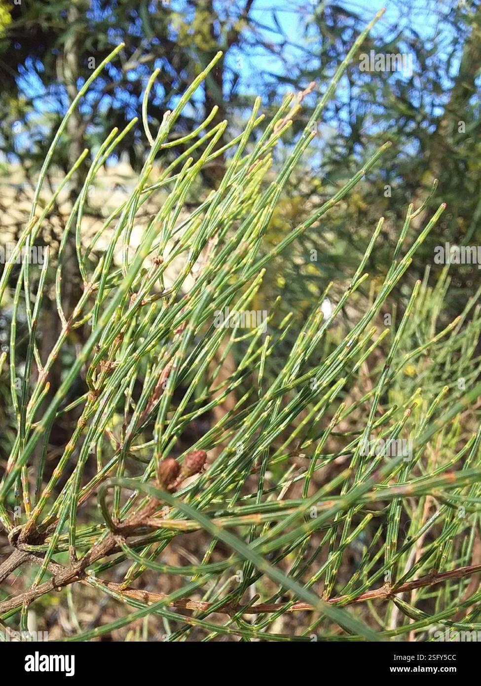 slaty sheoak (Allocasuarina muelleriana), Plantae, Crafers SA 5152 ...
