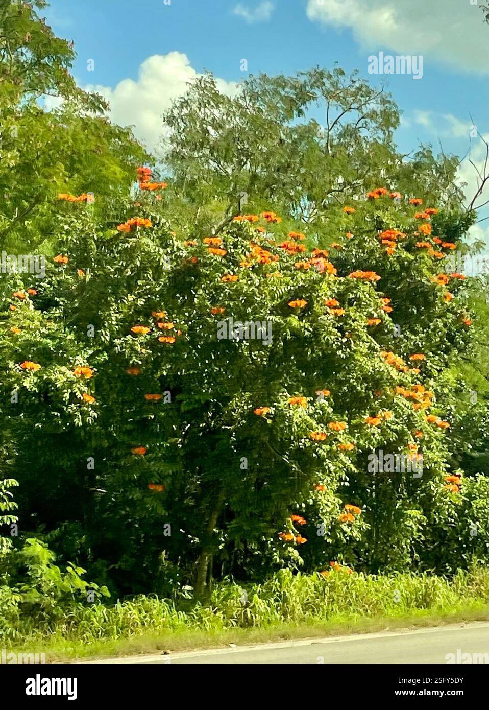African tulip tree (Spathodea campanulata), Plantae, Autopista Nacional ...