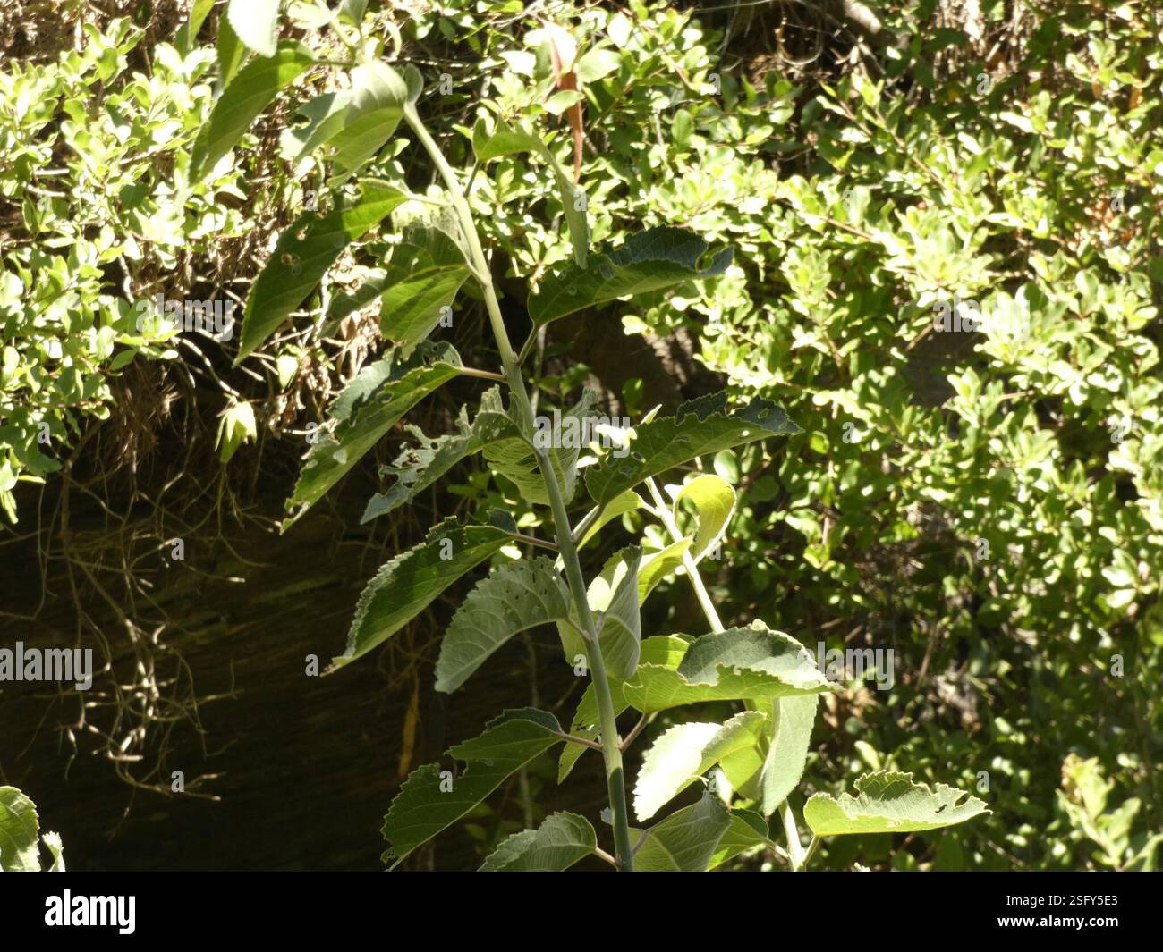 Aristotelia chilensis hi-res stock photography and images - Alamy