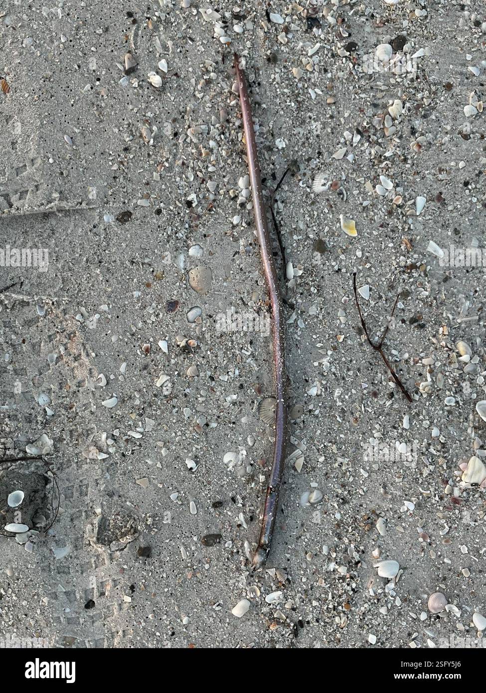 Snake Eels (Ophichthidae), Actinopterygii, Little Hickory Island ...
