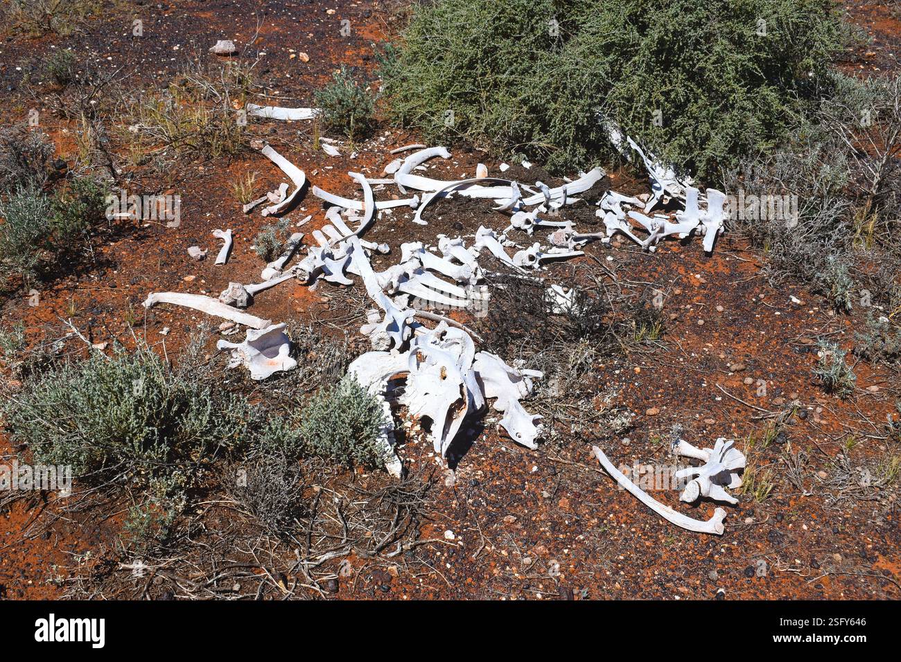 Outback laverton australia hi-res stock photography and images - Alamy