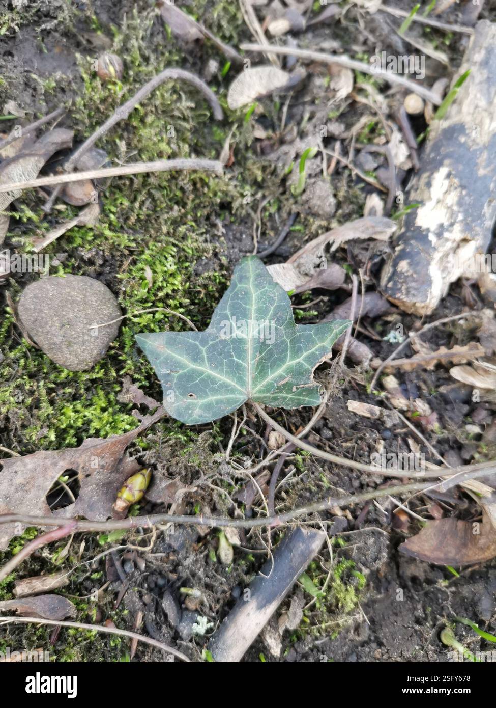 common ivy (Hedera helix), Plantae, Beamish, Stanley DH9 0RR, UK Stock ...