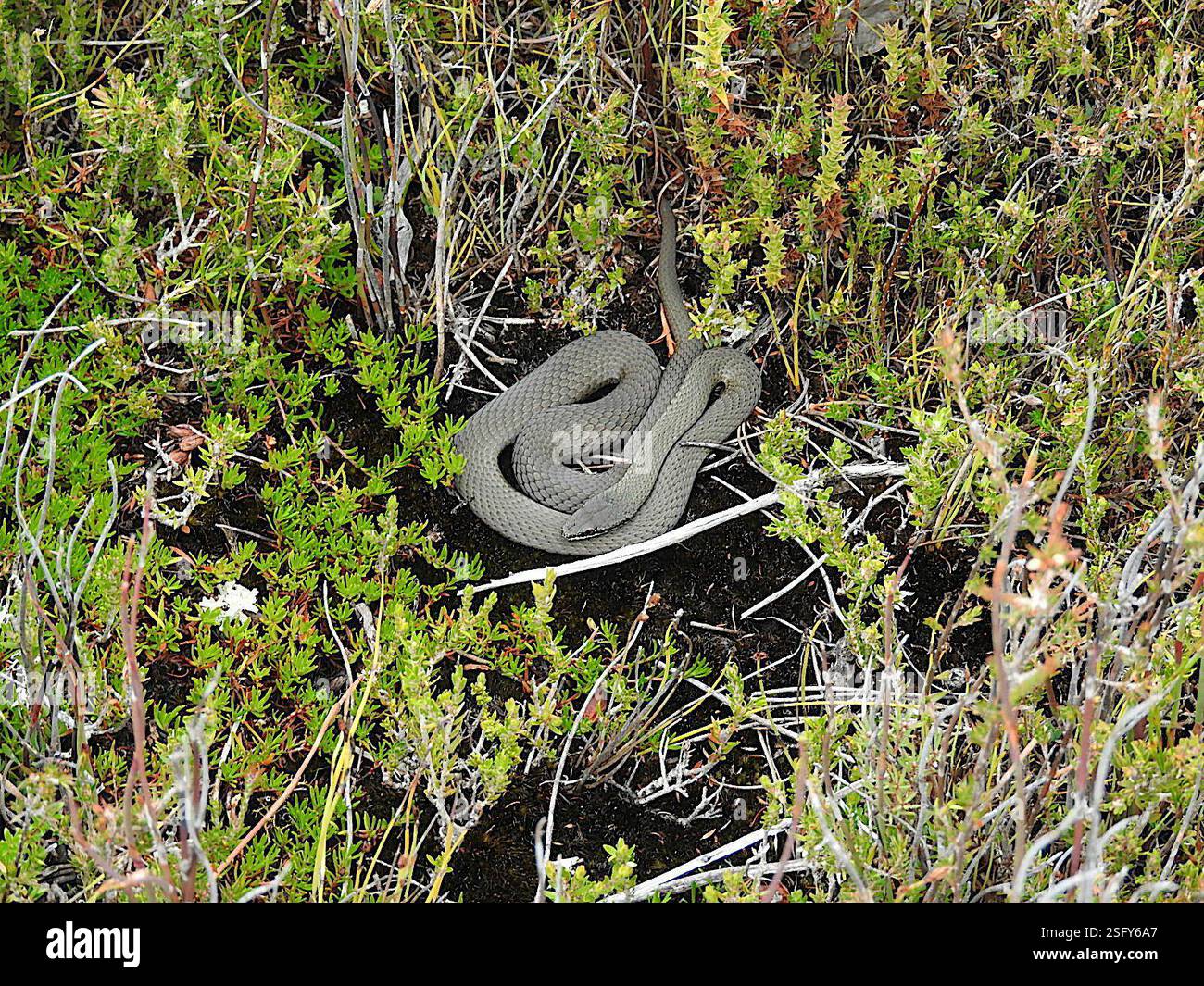 White-lipped Snake (Drysdalia coronoides), Reptilia, Tasmania ...