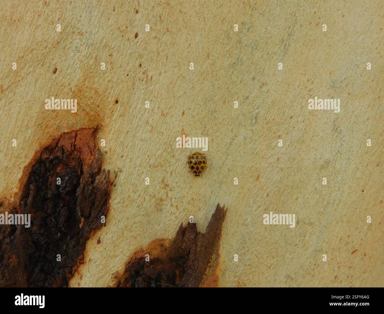 Large Spotted Ladybird (Harmonia conformis), Insecta, Melbourne VIC ...