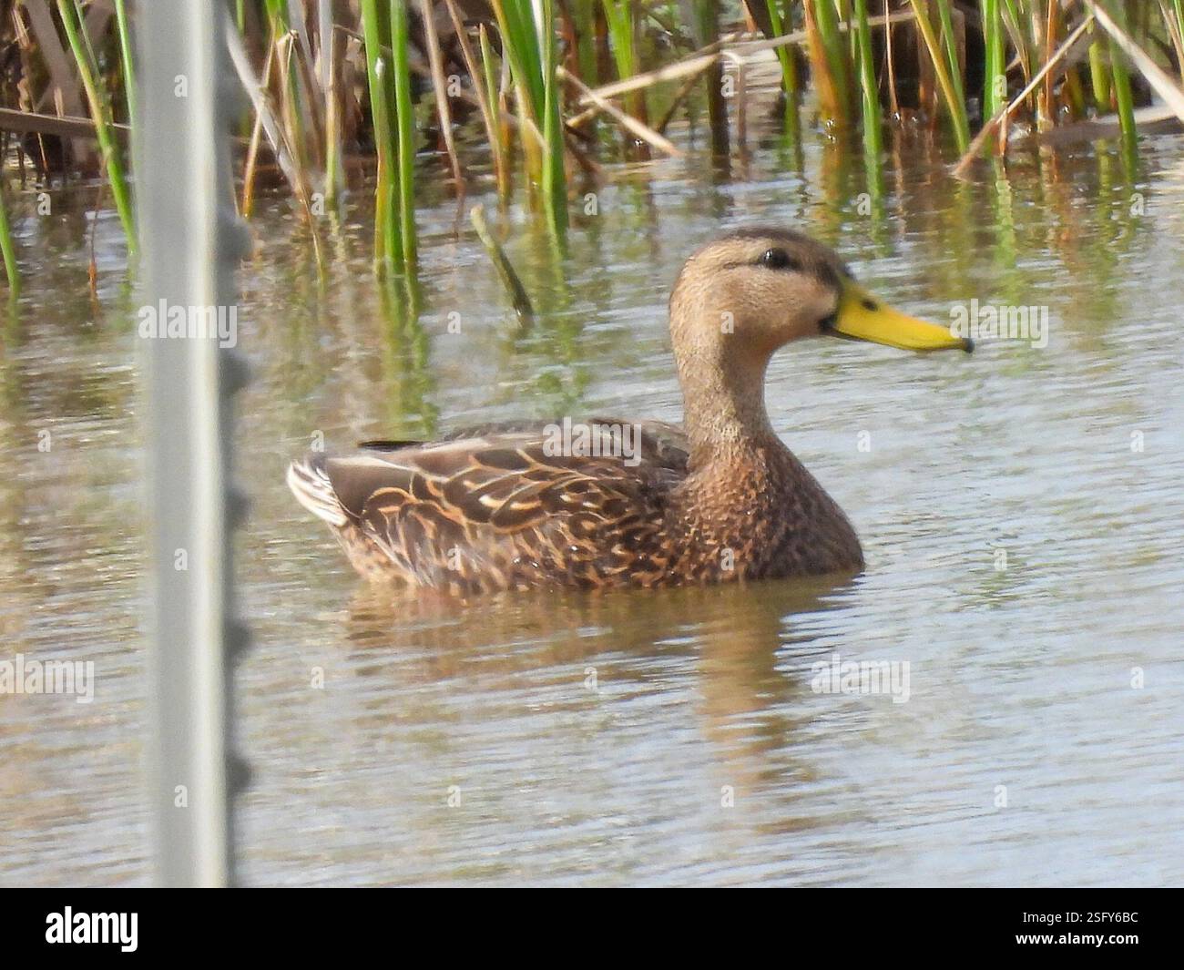 Mallards, Pintails, and Allies (Anas), Aves, Reserve Wetlands, Clear ...