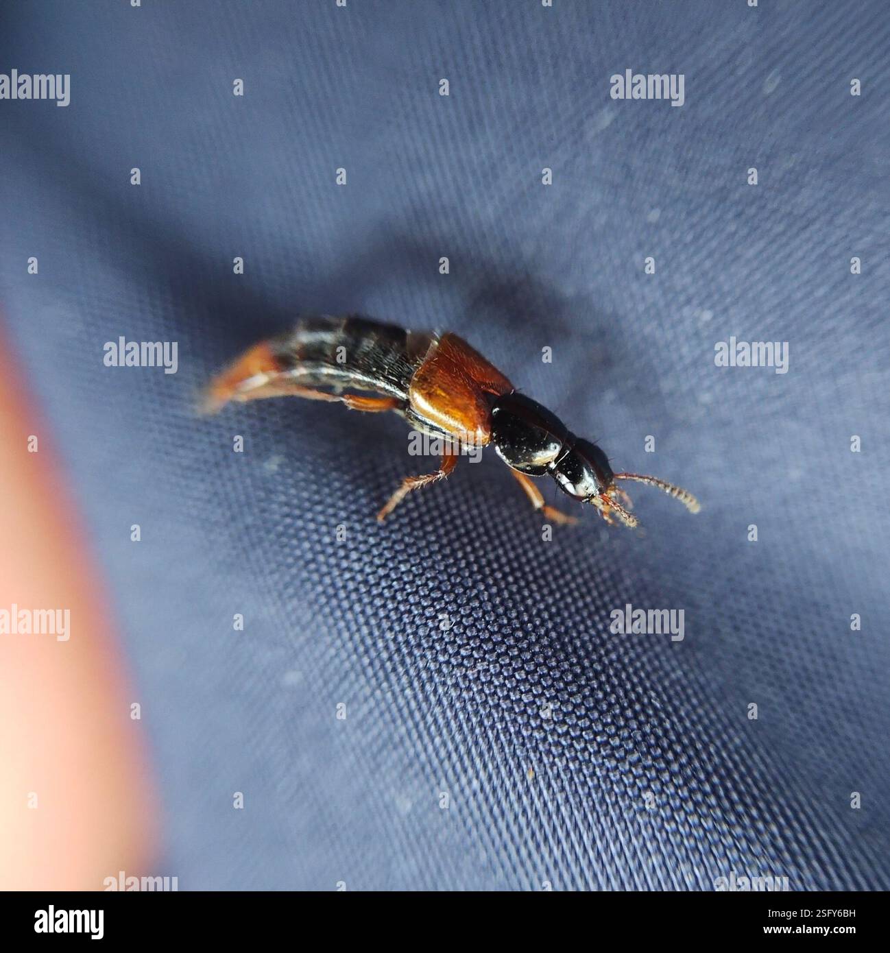 orange-tipped rove beetle (Quedius cruentus), Insecta, Vitosha ...